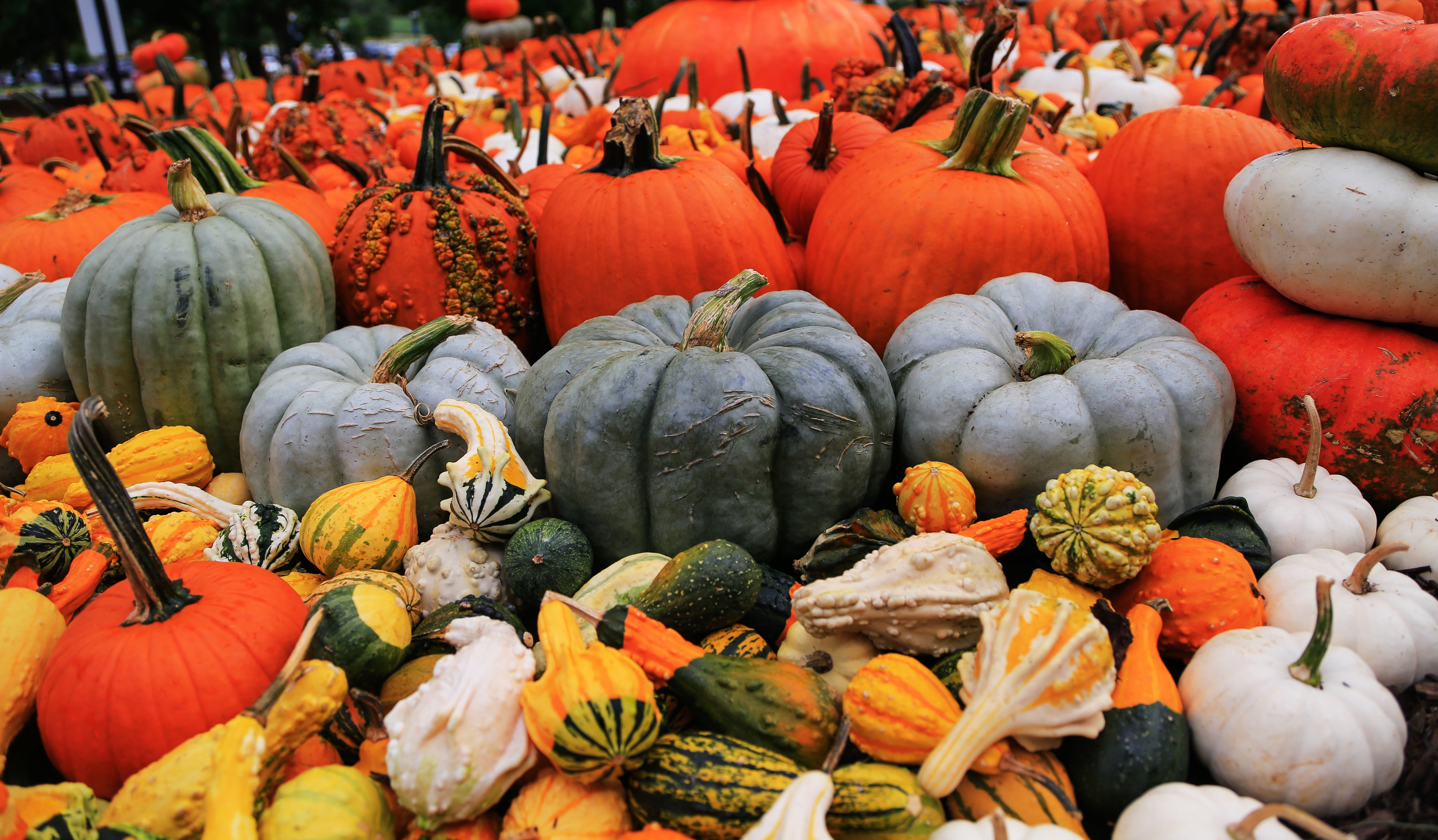 Fall at Biltmore – Page 2 – Biltmore Shop
